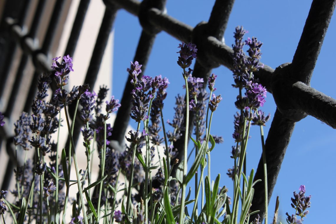 Lavender back cover image copyright Iain S Ross – Hebrides Writer